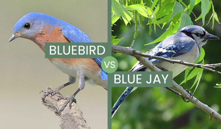 Bluebird vs Blue Jay – How Different Are They From Each Other?