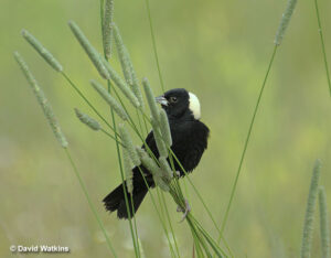Bobolink - ID, Facts, Diet, Habit & More | Birdzilla