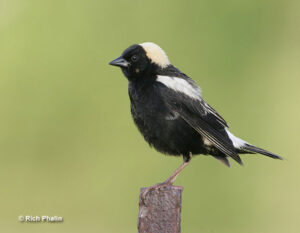 12 Types of Black Birds (With Photos and IDs)
