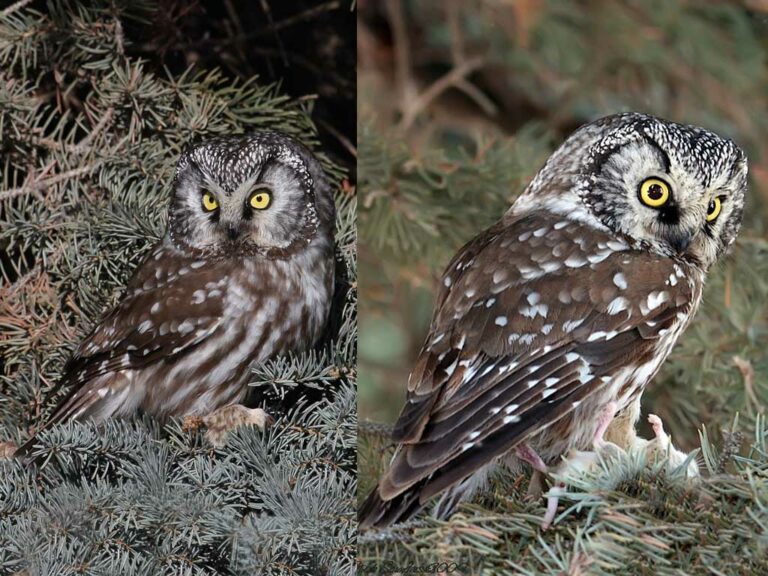 Owls in Ohio (12 Species That You Can See)