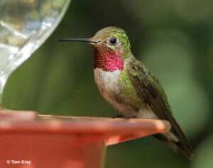 Hummingbird Colors Explained – Purposes & Brightest Examples