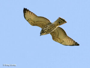 18 Types of Hawks in the United States [Complete ID Guide]