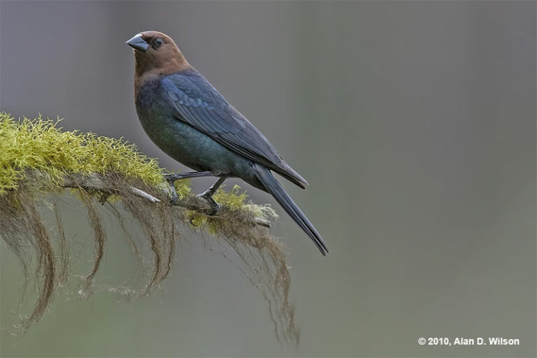 Female Cowbird – Identification, Lifecycle & More