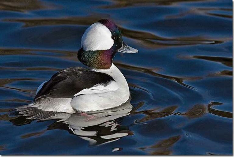 Colorado Ducks – 15 Most Common Species & How To ID Them