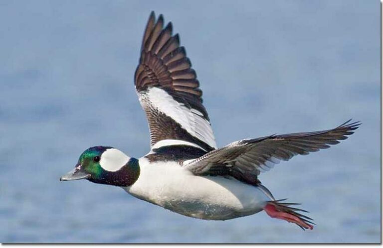 Bufflehead - ID, Facts, Diet, Habit & More | Birdzilla