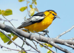 Baltimore Oriole (ID, Facts & Pictures) | Birdzilla