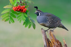 The Official California State Bird - California Quail