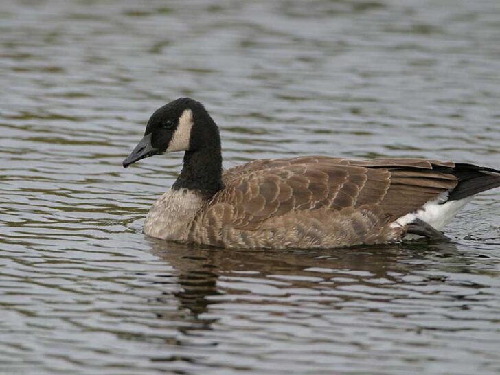 The 30 Most Common Birds of Connecticut (That You Can See)