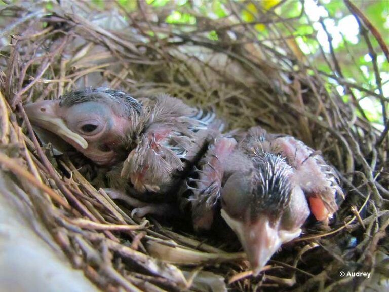 Baby Cardinal - First Few Weeks Of Life, Identification & More