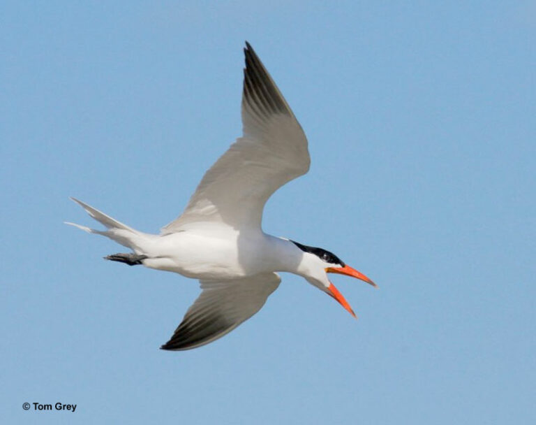 White Birds You Can See In The Wild | 25 Specimen With Pictures