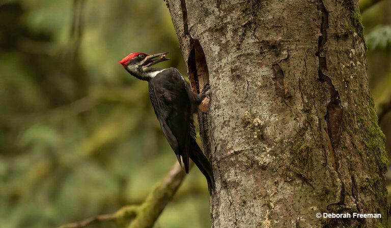 Bird Nest 101: Types Of Nests & Identification