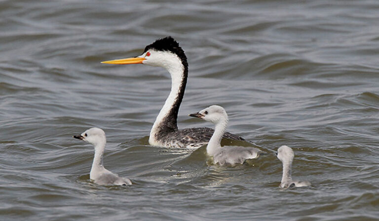Bird Family: Grebe (Ducks) - Identification
