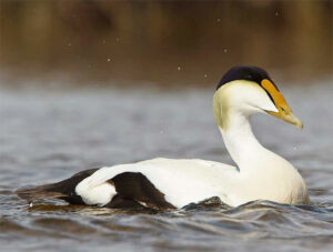 Common Eider - ID, Facts, Diet, Habit & More | Birdzilla
