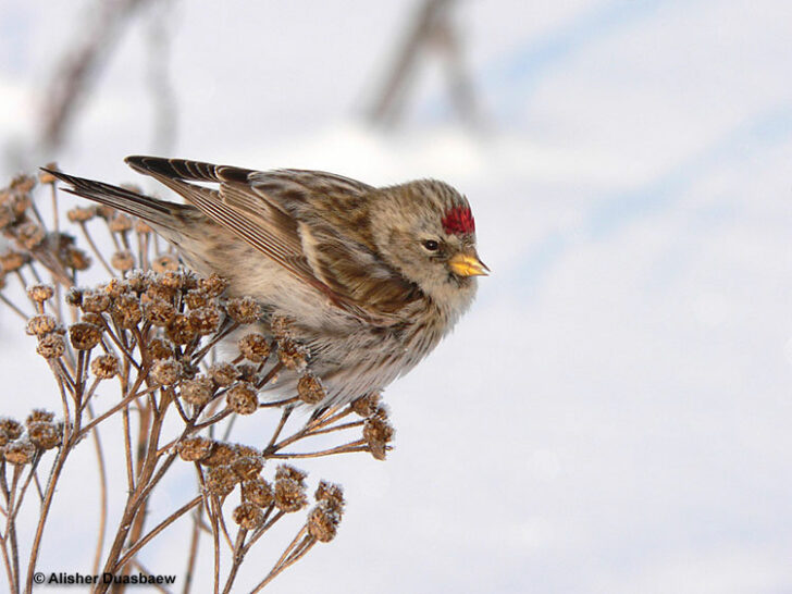 Types of Finches – 17 Common Finch Species In The U.S.