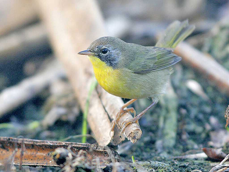 Common Yellowthroat - ID, Facts, Diet, Habit & More | Birdzilla