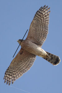 Hawks in Arizona – 15 Hawks You Can Spot In The State