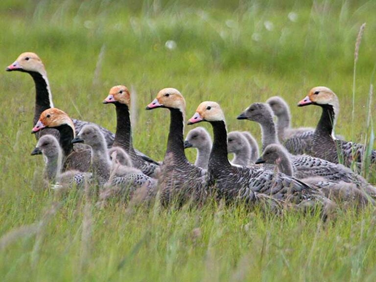 How To Tell Female Geese Apart From Males [In The Wild]