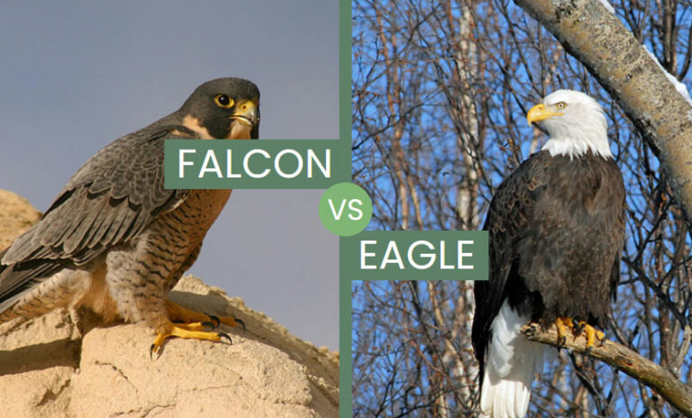 Falcon vs Eagle – Two Powerful Birds of Prey Compared