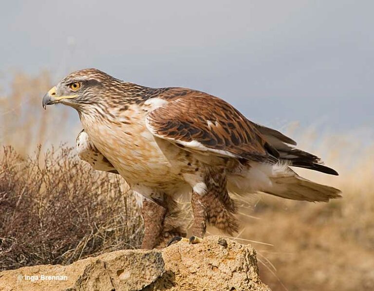 Ferruginous Hawk - ID, Facts, Diet, Habit & More | Birdzilla