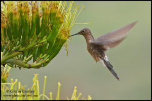 How Fast Do Hummingbirds Fly? (And Which One Is Fastest?)