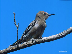 Gila Woodpecker - ID, Facts, Diet, Habit & More | Birdzilla