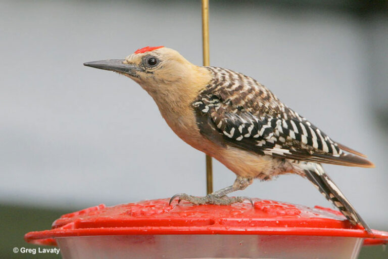 Gilded Flicker - ID, Facts, Diet, Habit & More | Birdzilla