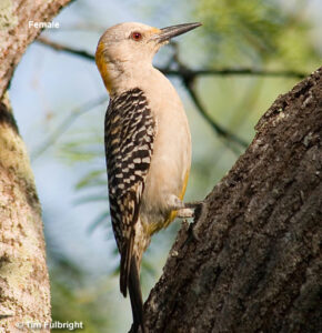 Golden-Fronted Woodpeckers - Facts, Habits & More | Birdzilla