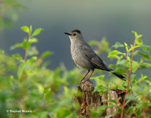 American Dipper - ID, Facts, Diet, Habit & More | Birdzilla