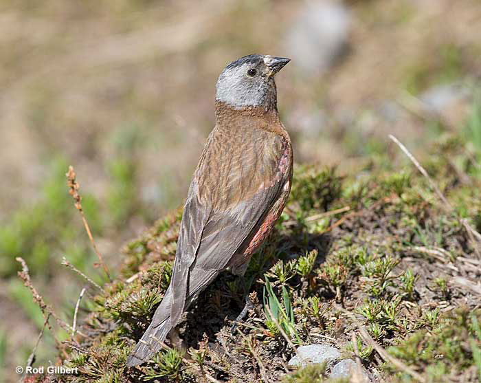 Types of Finches – 17 Common Finch Species In The U.S.