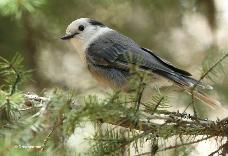 Canada Jay (Previously Gray Jay) - ID, Facts, Diet, Habit & More