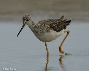 Long Legged Birds – 16 Most Common Specimen In North America
