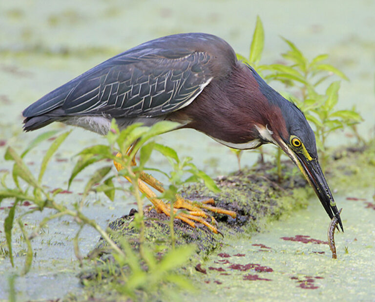 Green Heron - ID, Facts, Diet, Habit & More | Birdzilla