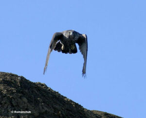 Falcon Symbolism & Meaning: From Ambition To Rulership