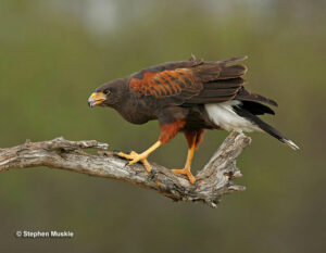 18 Types of Hawks in the United States [Complete ID Guide]