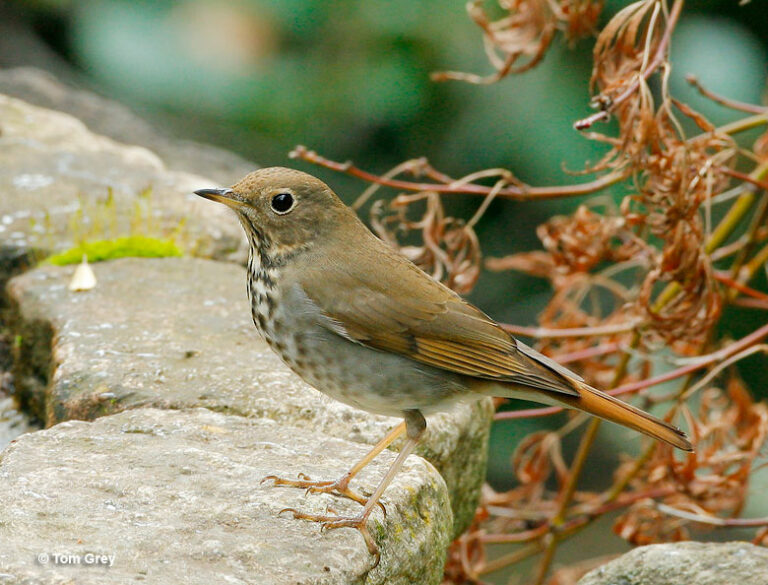 Veery - ID, Facts, Diet, Habit & More | Birdzilla