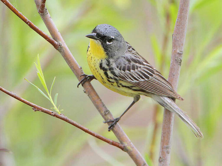 Magnolia Warbler - ID, Facts, Diet, Habit & More | Birdzilla