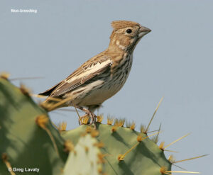 What is the State Bird of Colorado? Pictures & Facts