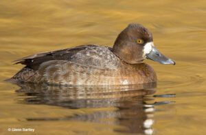 Lesser Scaup - ID, Facts, Diet, Habit & More | Birdzilla