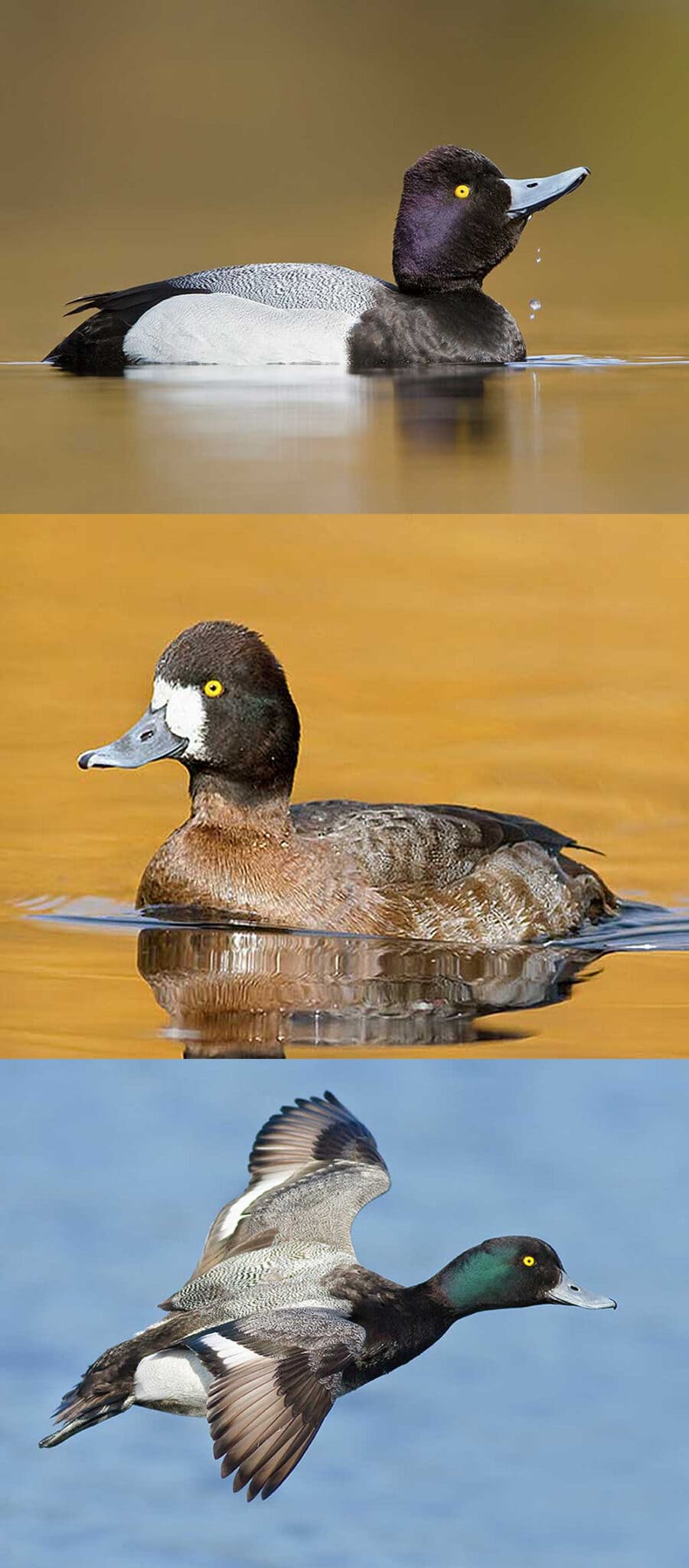 Lesser Scaup - ID, Facts, Diet, Habit & More | Birdzilla