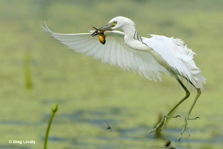 White Birds You Can See In The Wild | 25 Specimen With Pictures
