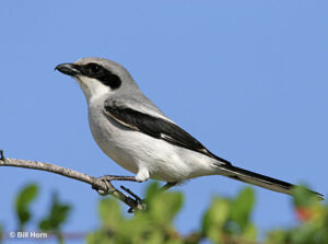 Loggerhead Shrike - ID, Facts, Diet, Habit & More | Birdzilla