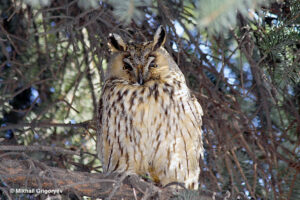 13 Common & Rare Owls In Arizona [That You Can See]