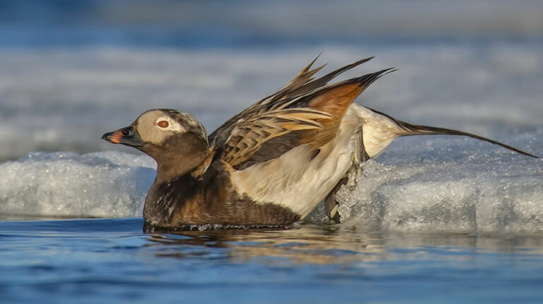 Wisconsin Ducks – 26 Common Species & Where To See Them