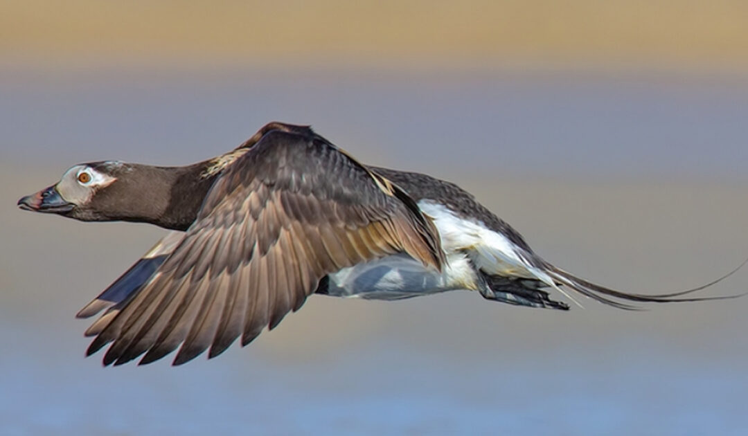 Can Ducks Fly? How, How Far, How Fast? (All You Should Know)