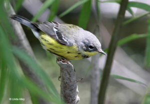 Magnolia Warbler - ID, Facts, Diet, Habit & More | Birdzilla