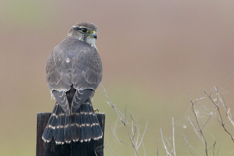 Merlin - ID, Facts, Diet, Habit & More | Birdzilla