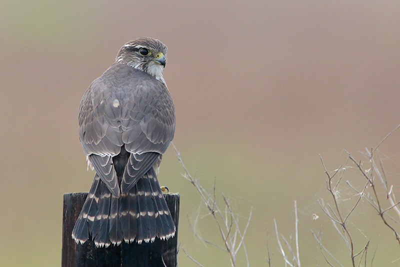Merlin - ID, Facts, Diet, Habit & More | Birdzilla