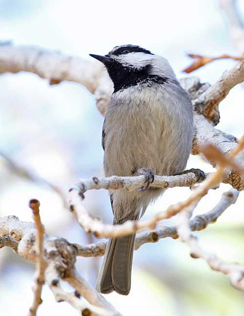 Tit Species In The U.S. (And Common Eurasian Species)