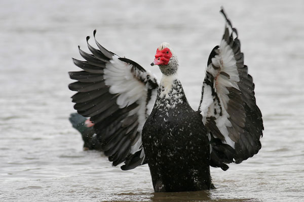 Florida Ducks – 24 Year-Round & Wintering Species