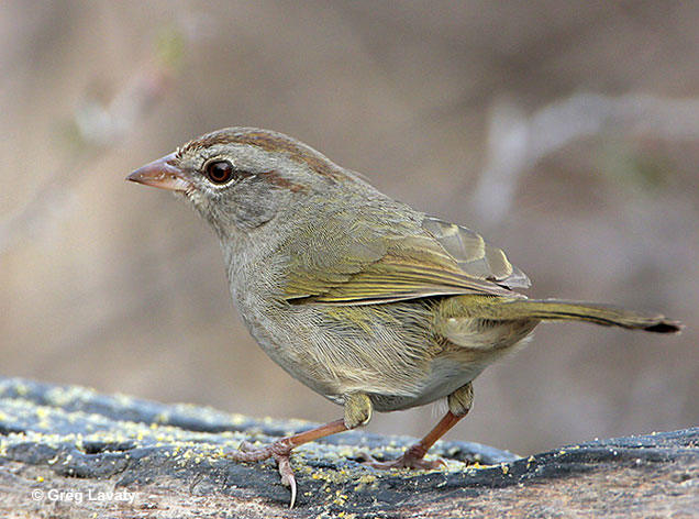 36 Types Of Sparrows In The U.S. – Your Complete ID Guide